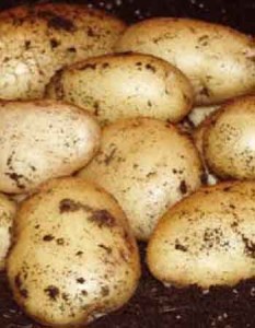 Potato Wilja | Grown In The UK