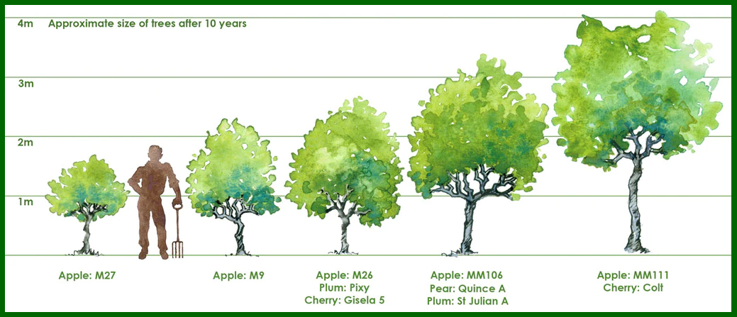 Fruit Tree Rootstocks | Grown In The UK