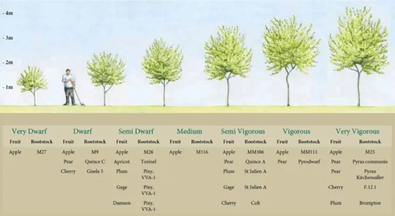 Fruit Tree Rootstocks | Grown In The UK