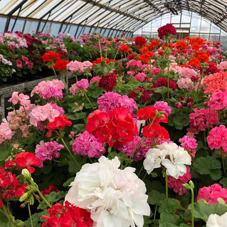 Fibrex Nurseries | Grown In The UK