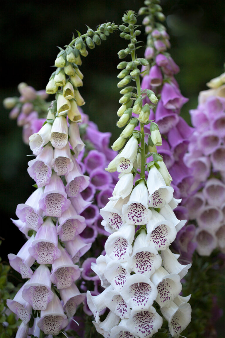 Chiltern Seeds | Grown In The UK